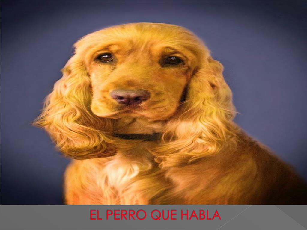 PPT - el perro que habla PowerPoint Presentation, free download - ID ...