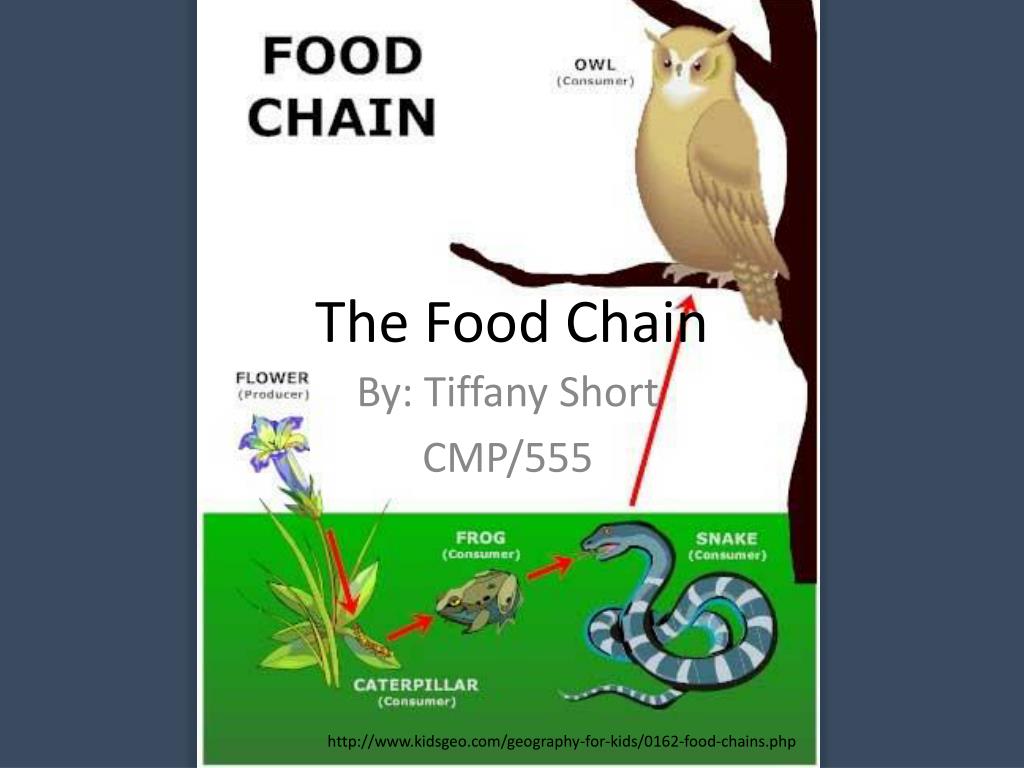 PPT - The Food Chain PowerPoint Presentation, free download - ID:6923441