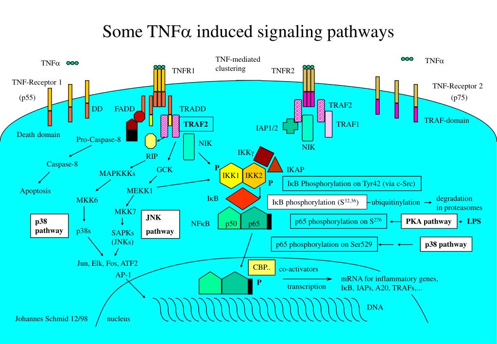 PPT - Some TNF a induced signaling pathways PowerPoint Presentation ...