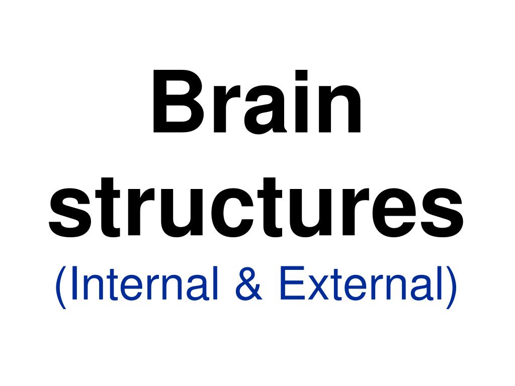 PPT - Brain structures (Internal & External) PowerPoint Presentation ...