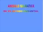 PPT - ANIMALE SALBATICE DIN ROMANIA PowerPoint Presentation, free ...