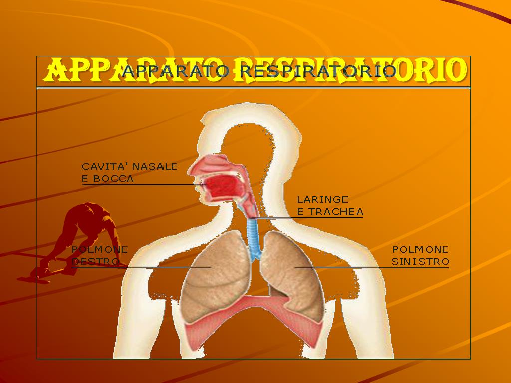 PPT - Apparato Respiratorio PowerPoint Presentation, free download - ID ...