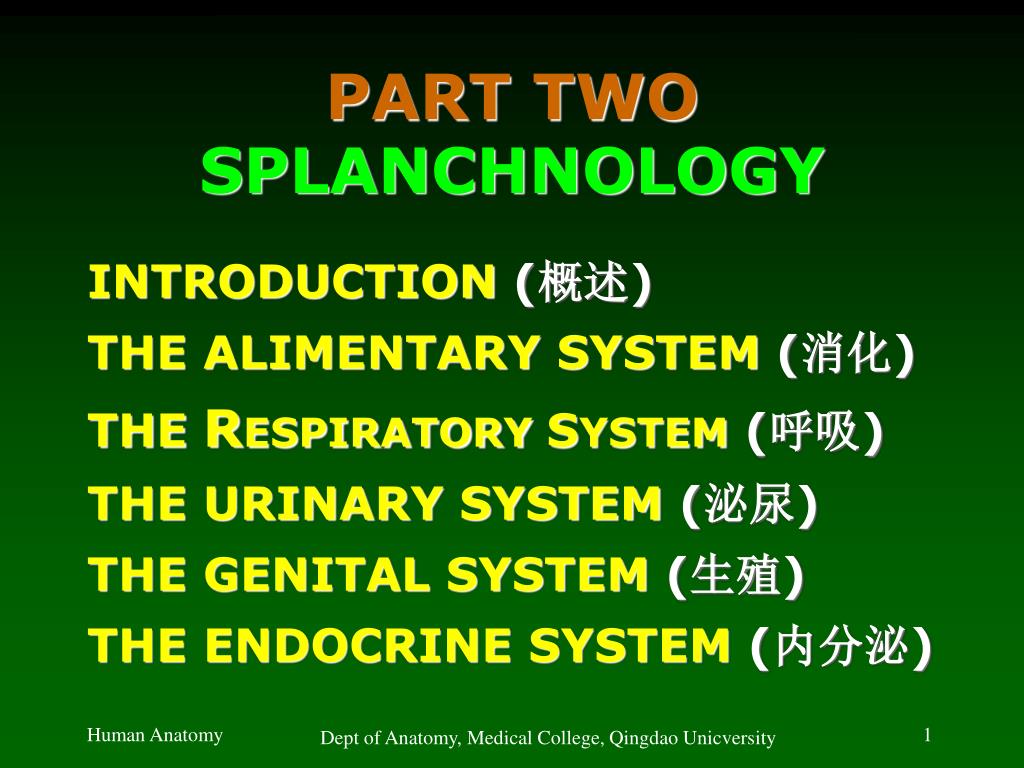 PPT - PART TWO SPLANCHNOLOGY PowerPoint Presentation, free download ...