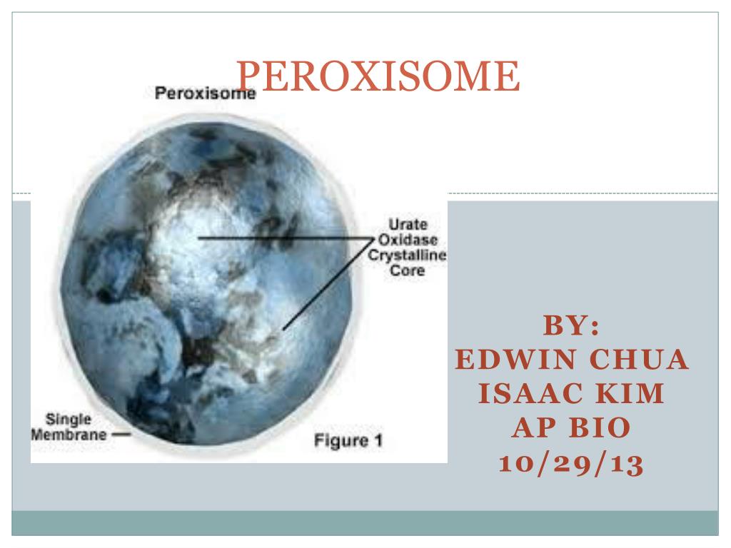 PPT - PEROXISOME PowerPoint Presentation, free download - ID:6983000