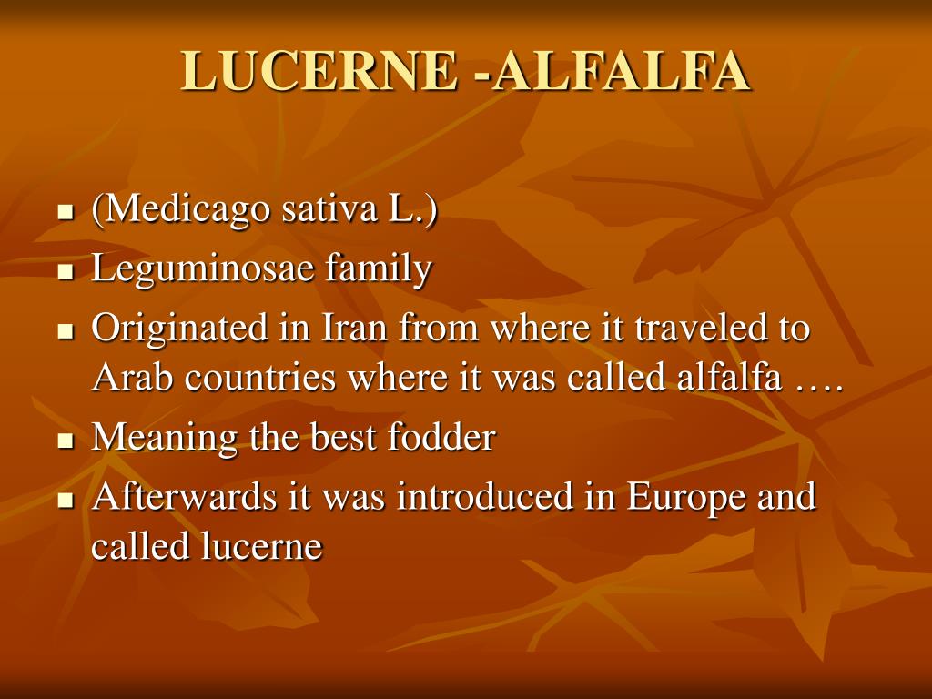 PPT - LUCERNE -ALFALFA PowerPoint Presentation, free download - ID:6983899