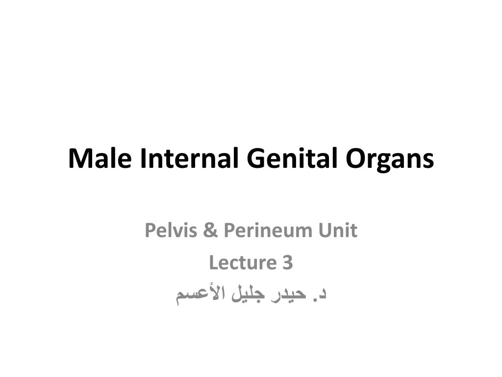 PPT - Male Internal Genital Organs PowerPoint Presentation, free ...