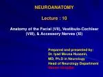 PPT - Neuroanatomy PowerPoint Presentation, free download - ID:664868