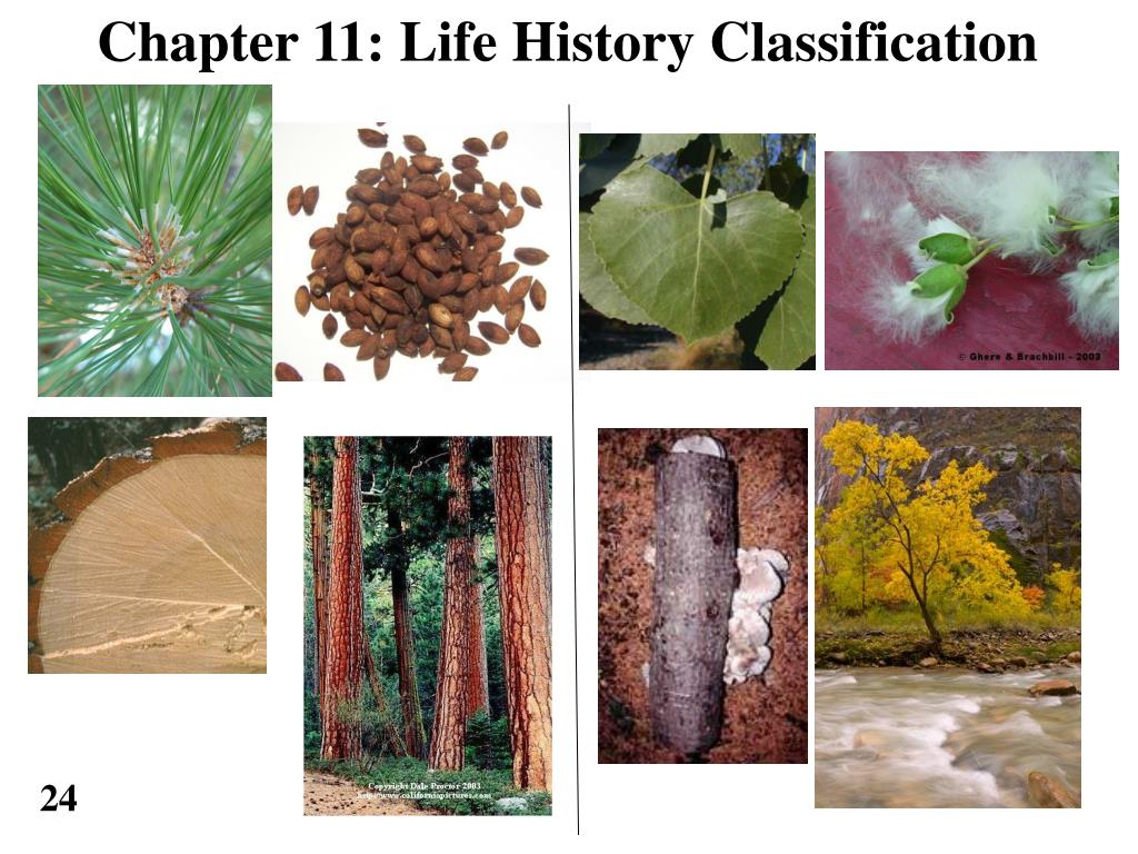 PPT - Chapter 11: Life History Classification PowerPoint Presentation ...
