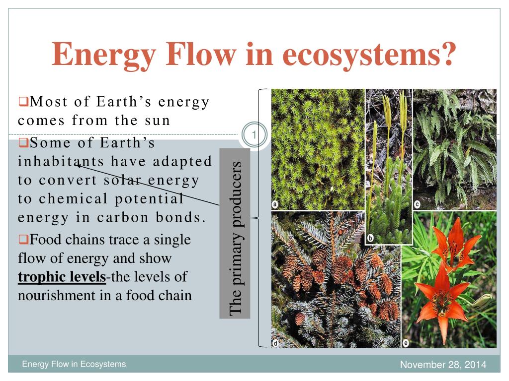 PPT - Energy Flow in ecosystems? PowerPoint Presentation, free download ...