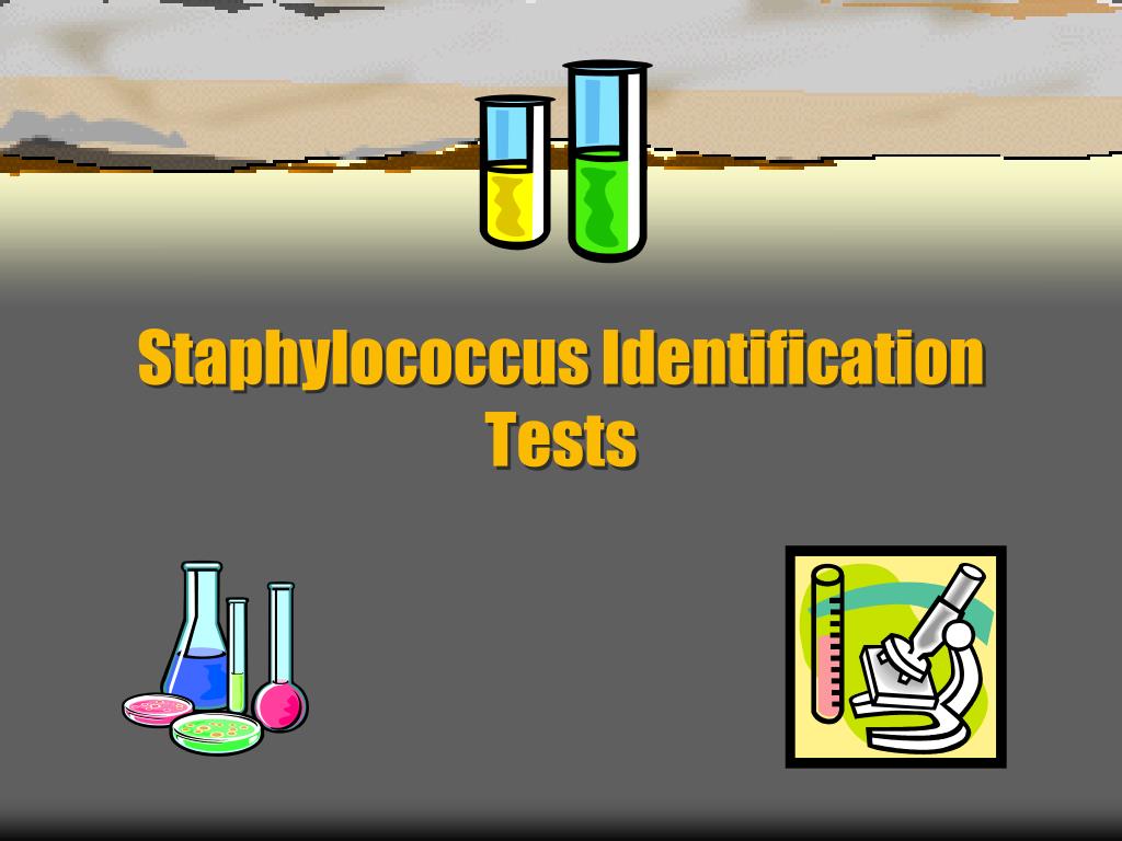 PPT - Staphylococcus Identification Tests PowerPoint Presentation, free ...