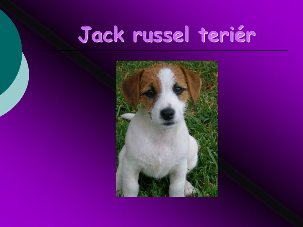 PPT - Jack russel teriér PowerPoint Presentation, free download - ID ...