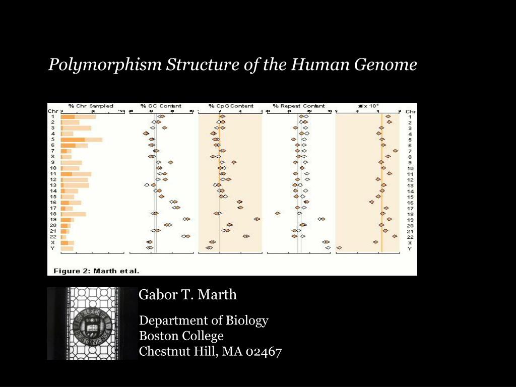PPT - Polymorphism Structure of the Human Genome PowerPoint ...
