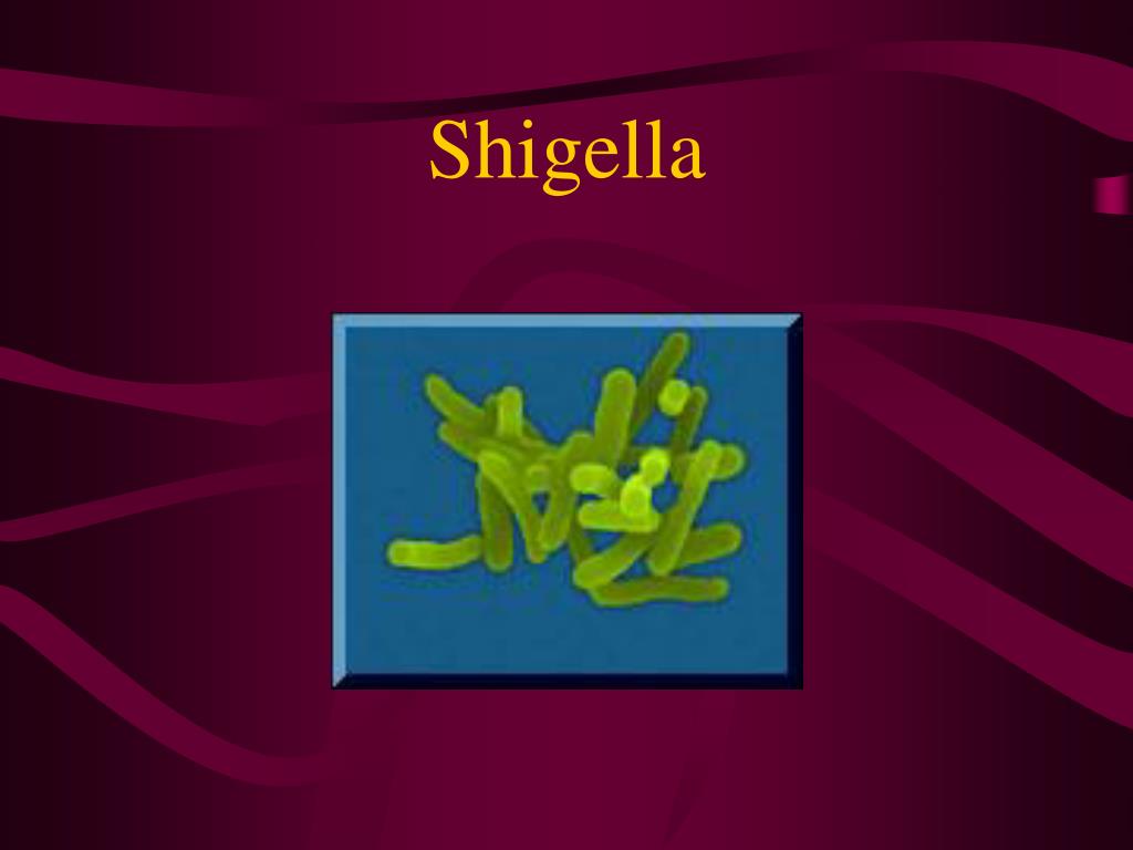 PPT - Shigella PowerPoint Presentation, free download - ID:7002110