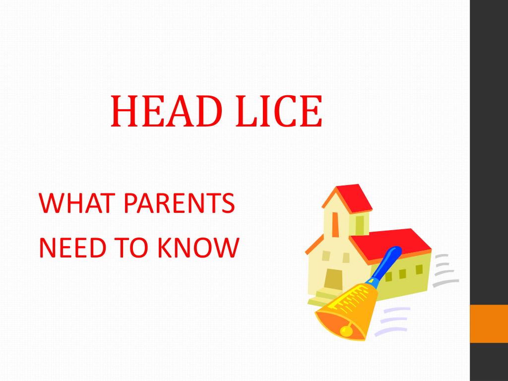 PPT - HEAD LICE PowerPoint Presentation, free download - ID:7011492
