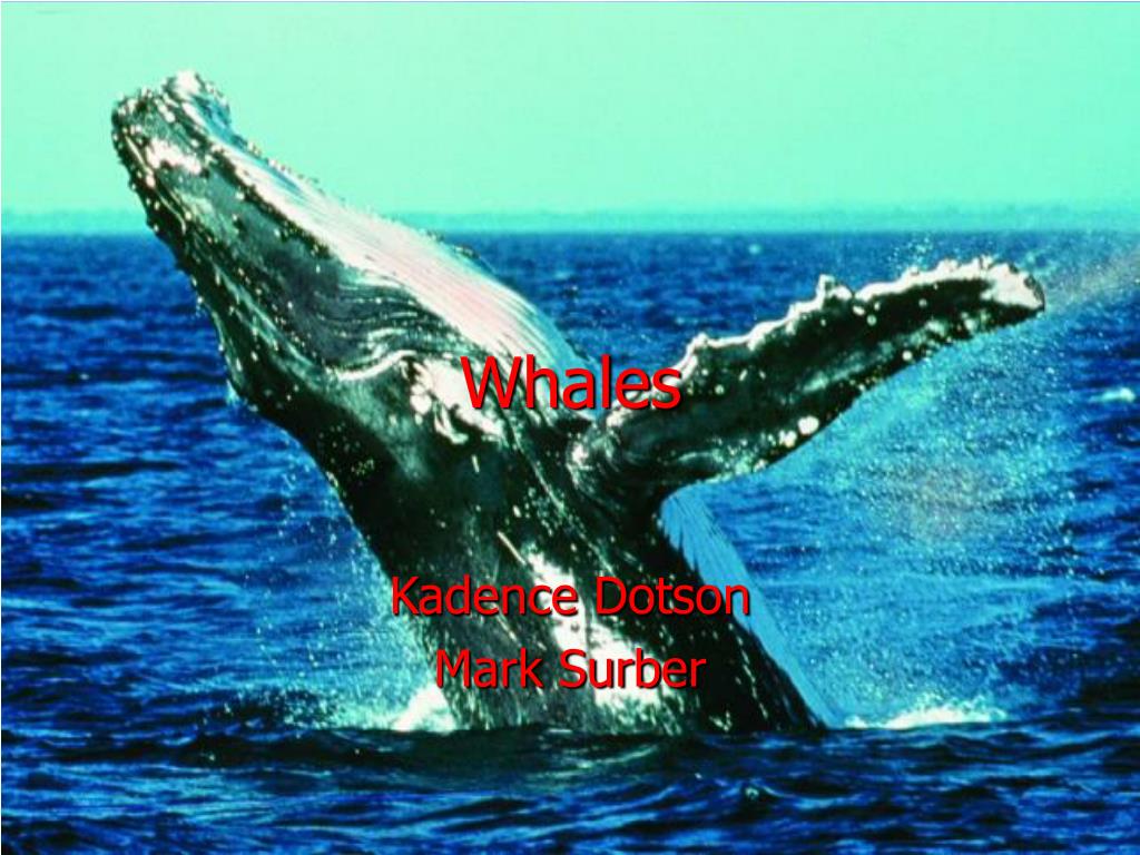 PPT - Whales PowerPoint Presentation, free download - ID:7013375