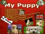 PPT - puppy PowerPoint Presentation, free download - ID:5415693