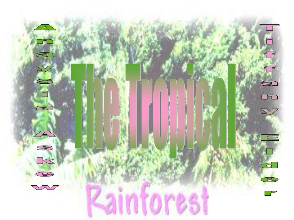PPT - The Tropical Rainforest PowerPoint Presentation, free download ...