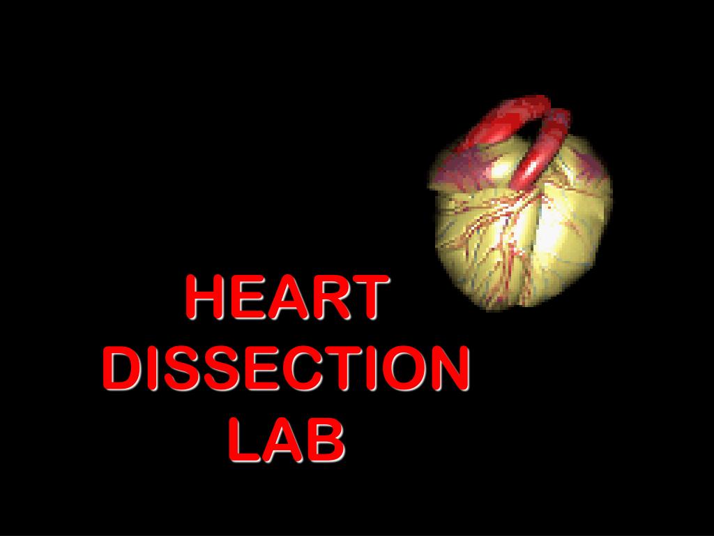 PPT - HEART DISSECTION LAB PowerPoint Presentation, free download - ID ...