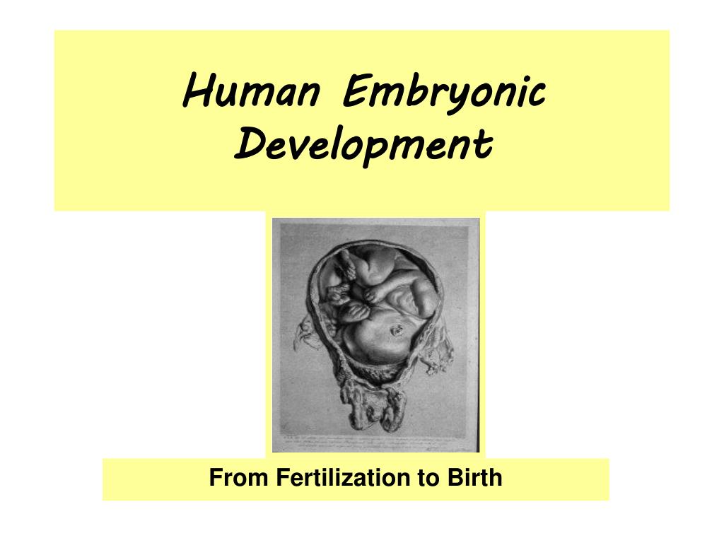 PPT - Human Embryonic Development PowerPoint Presentation, free ...