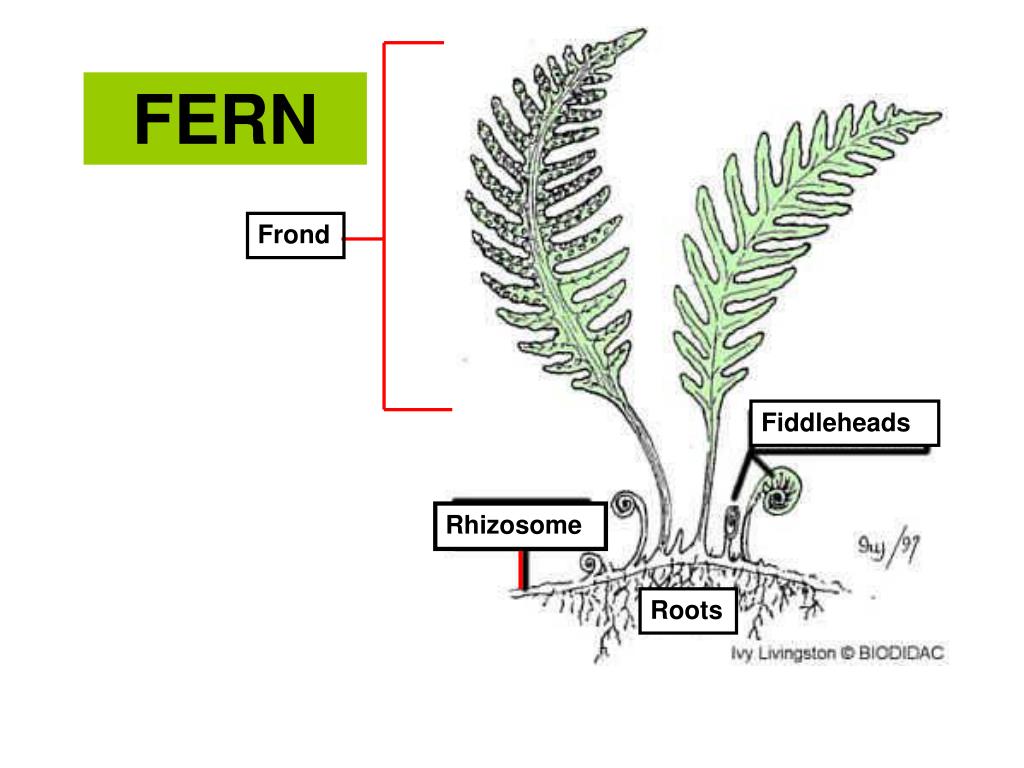 PPT - FERN PowerPoint Presentation, free download - ID:7045472