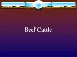 PPT - Feed Additives for Beef Cattle PowerPoint Presentation, free ...