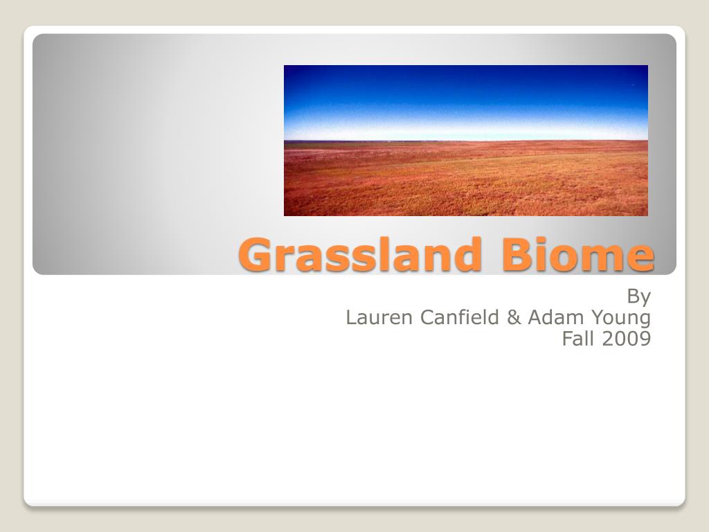 PPT - Grassland Biome PowerPoint Presentation, free download - ID:7054221