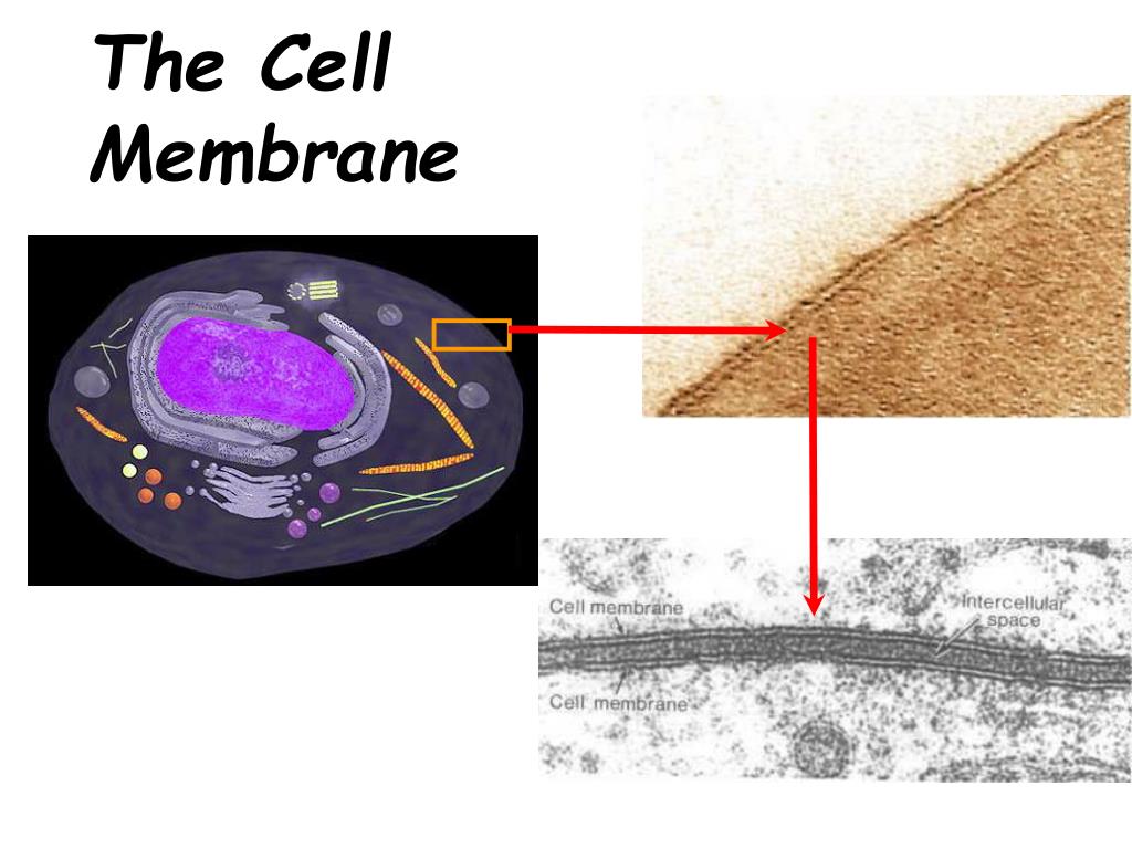PPT - The Cell Membrane PowerPoint Presentation, free download - ID:7068362