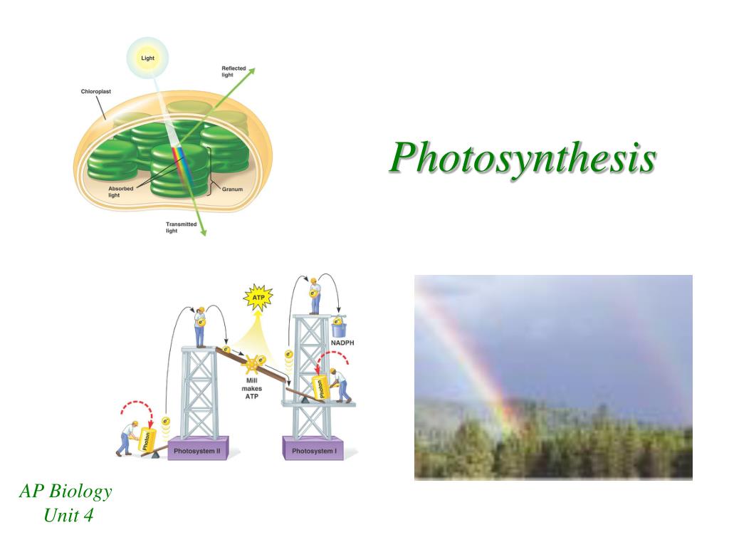 PPT - Photosynthesis PowerPoint Presentation, free download - ID:7072995