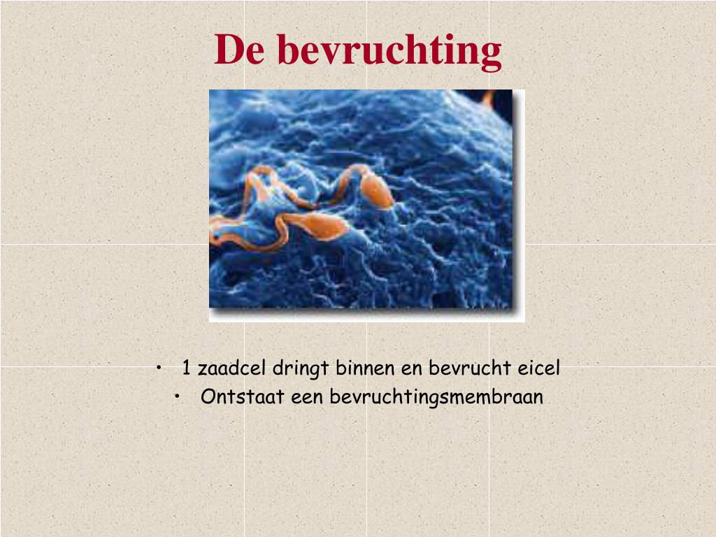 PPT - De bevruchting PowerPoint Presentation, free download - ID:7086015