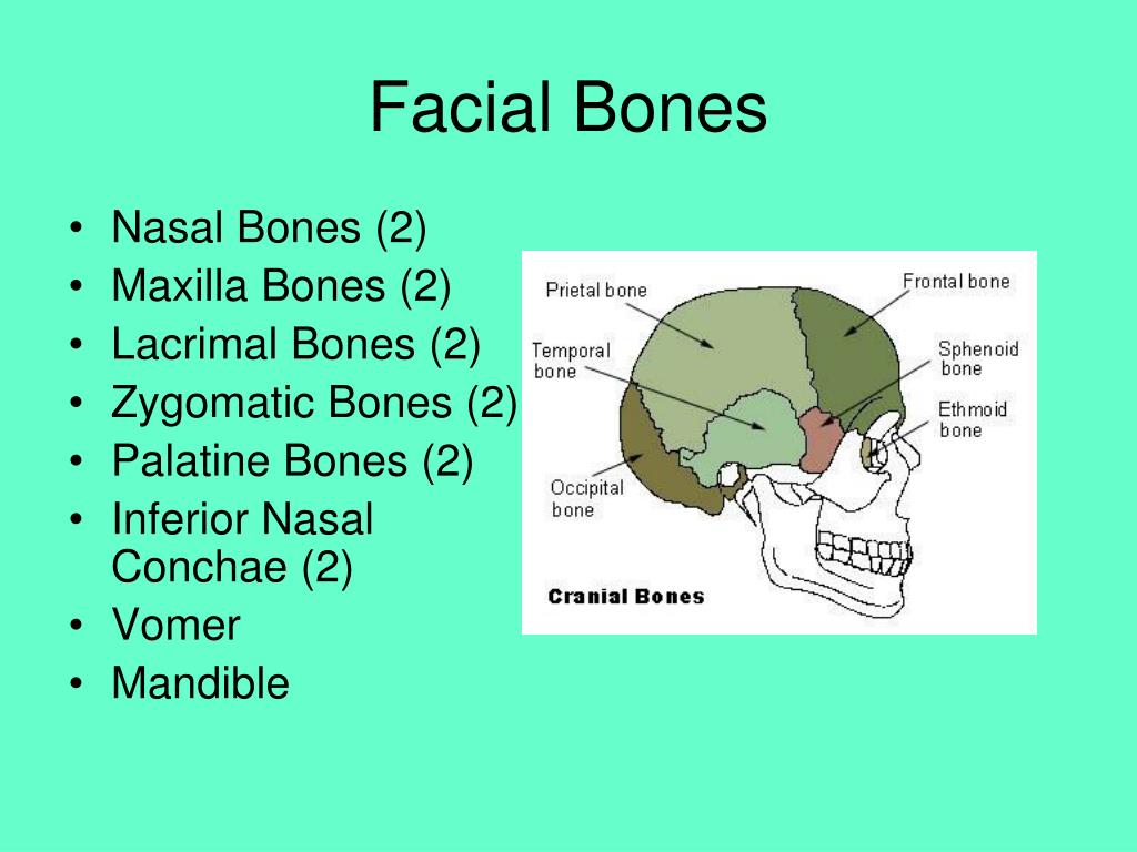 PPT - Facial Bones PowerPoint Presentation, free download - ID:7089074