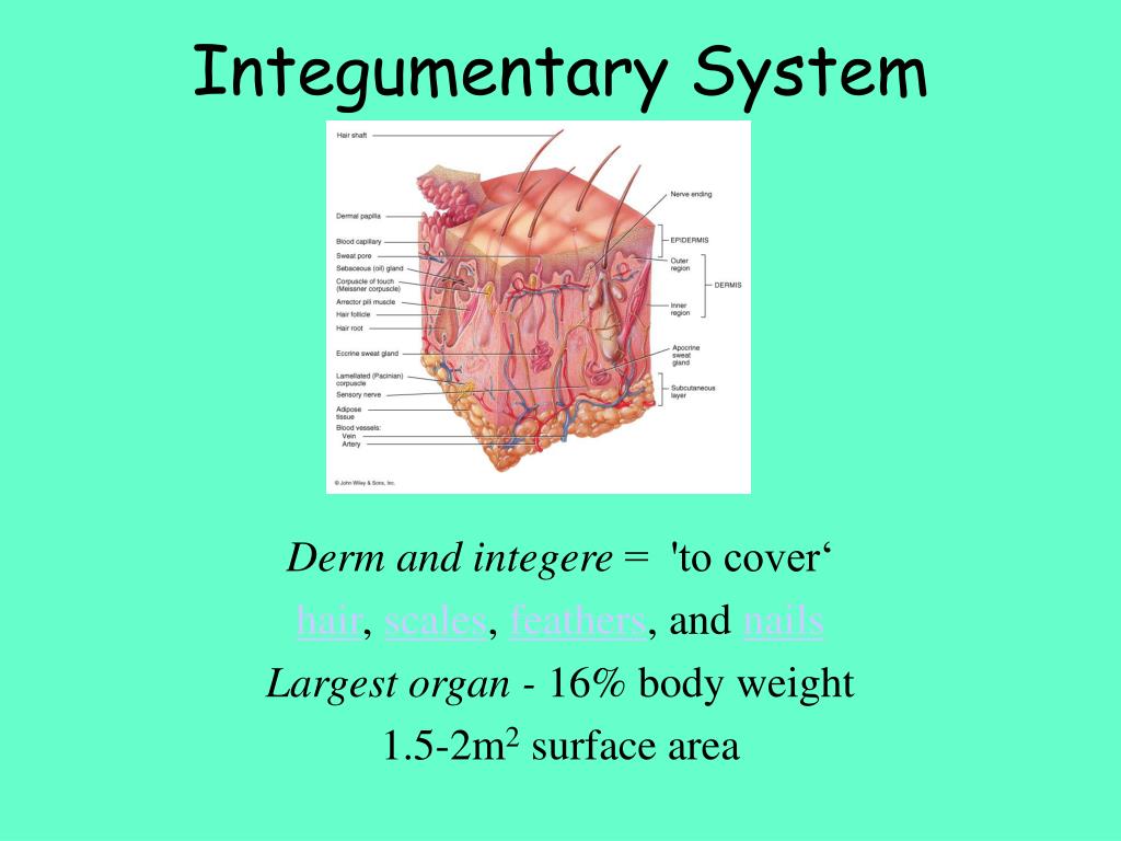 PPT - Integumentary System PowerPoint Presentation, free download - ID ...
