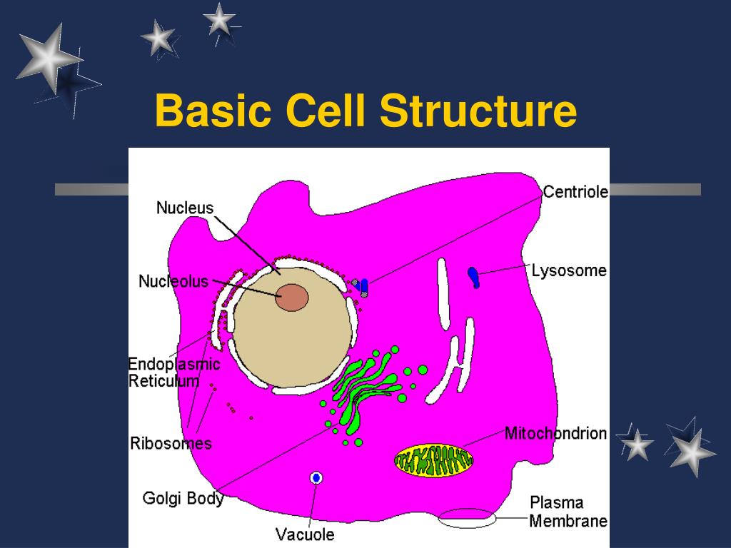 PPT - Basic Cell Structure PowerPoint Presentation, free download - ID ...
