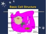 PPT - Basic Skin Structure PowerPoint Presentation, free download - ID ...